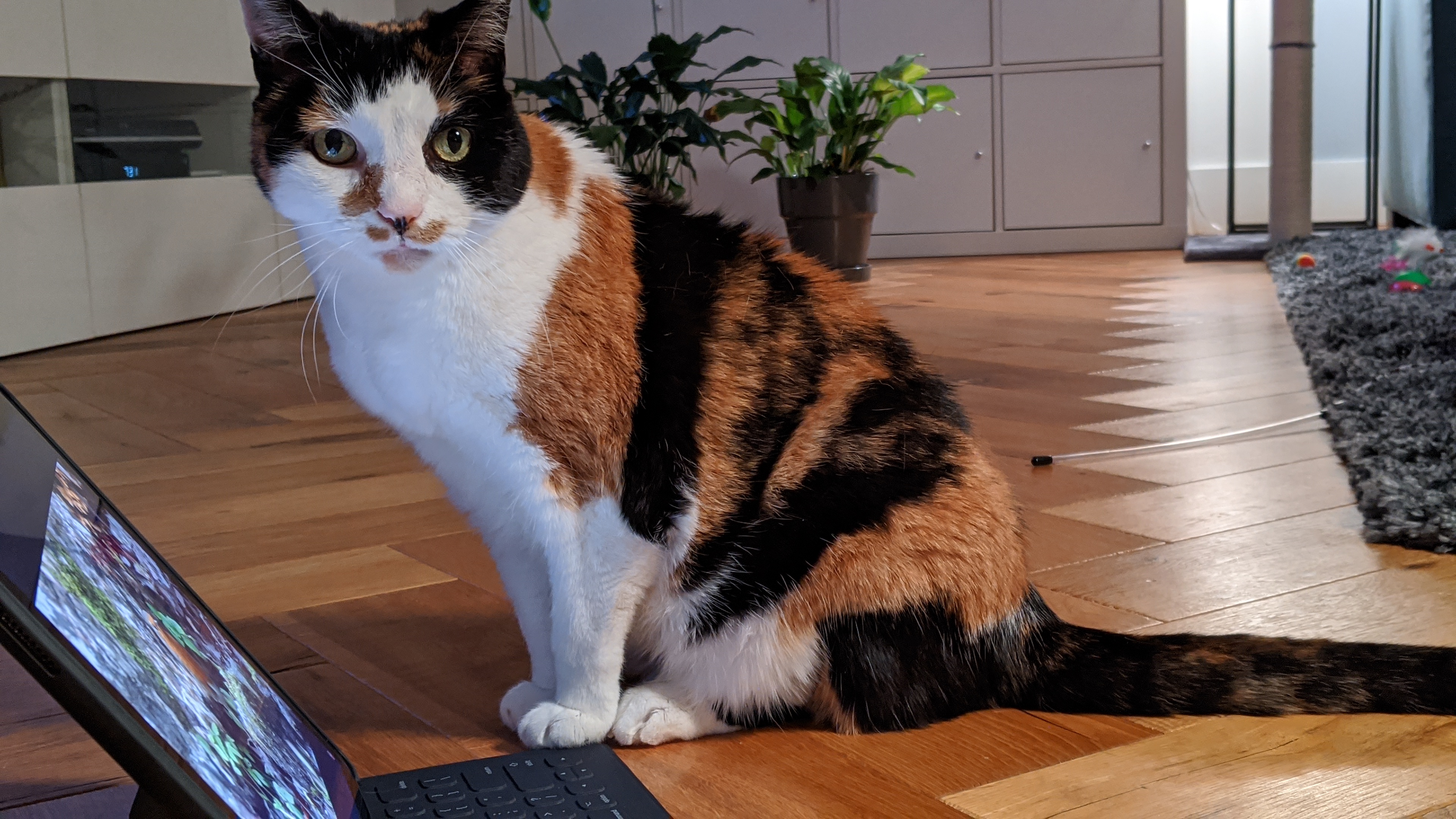 Miss Kitty – Animal Haven